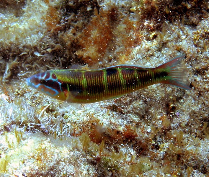 Artes de Pesca: VAMOS A PESCAR PEZ VERDE