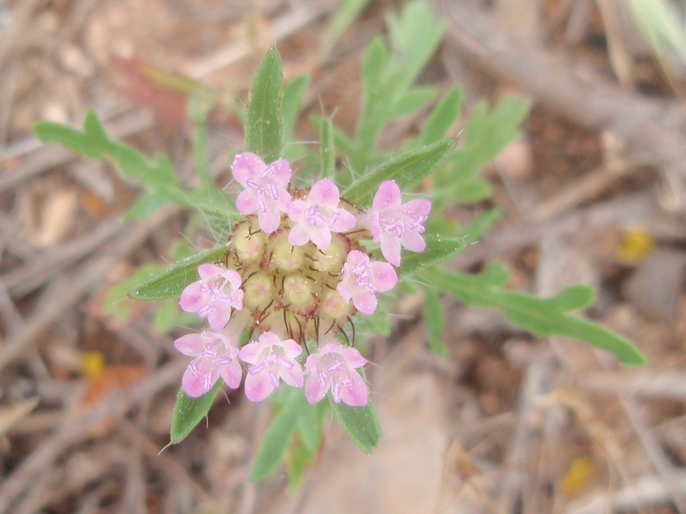 HERBARIO VIRTUAL DE BANYERES DE MARIOLA Y ALICANTE: Scabiosa stellata ...