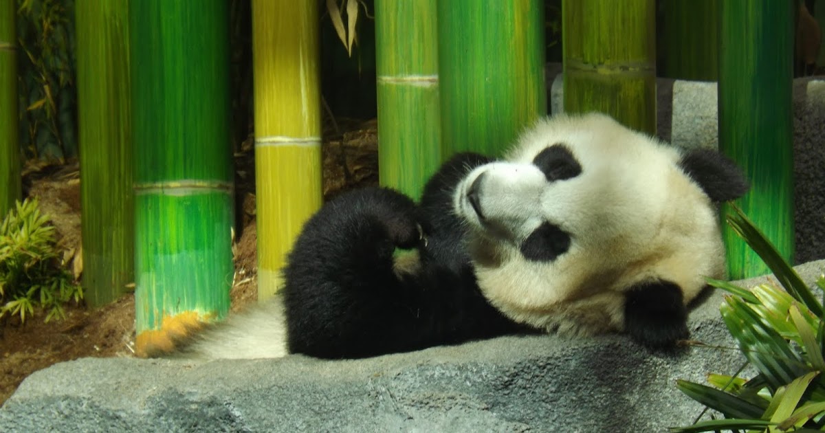 Up to Speed: Giant Pandas at the Calgary Zoo