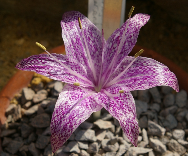 John Grimshaw's Garden Diary: Some early colchicums