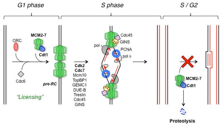 DNA replication commences S phase |Genetic Engineering Info