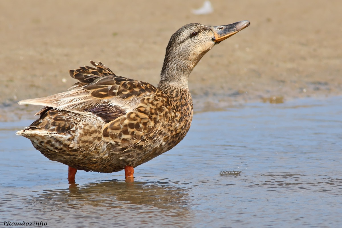 Pescador de aves: Pato real