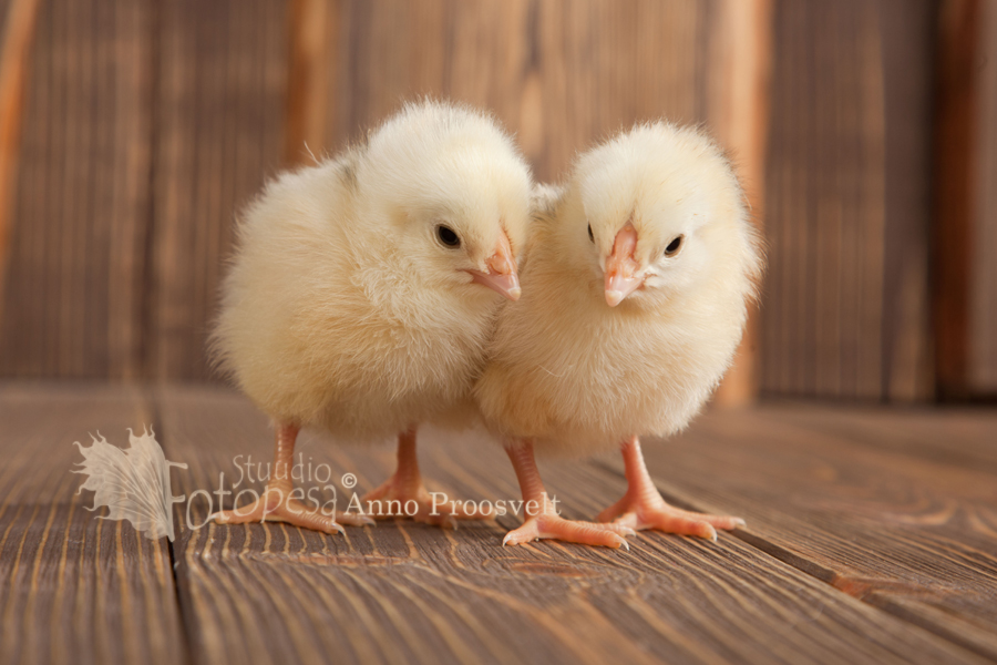 Tibudega fotostuudios vol 1 - Fotostuudio Fotopesa