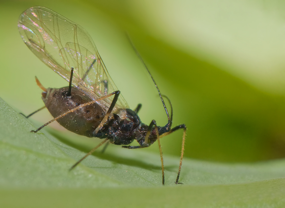MACREANDO: Áfidos