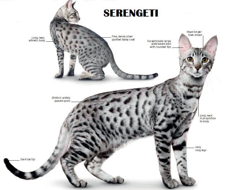 83 Jenis Baka Kucing (Bulu Pendek) yang Ada Di Dunia - Comel-Comel ...