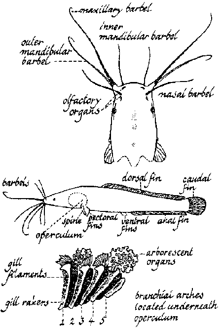 Tentang Lele: BIOLOGY