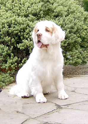 Puppy Pictures and Review