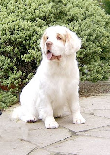 Puppy Pictures and Review