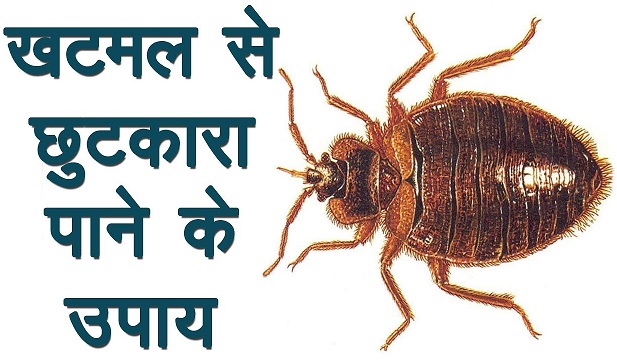 खटमल मारने का उपाय और दवा - Khatmal se chhutkara paane ke gharelu ...