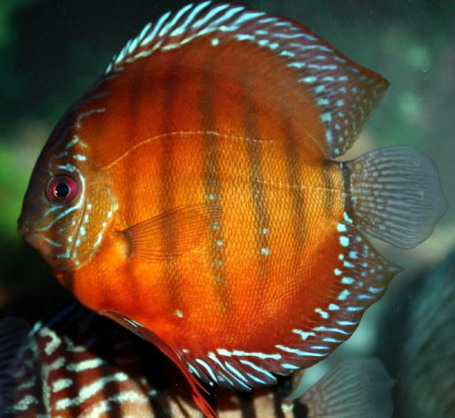 PESONA IKAN DISCUS: Brown Discus