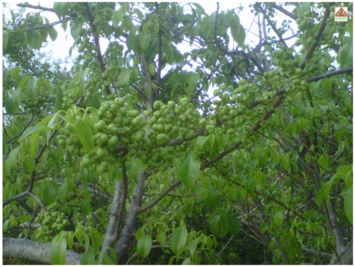 Blog KeSEMaT | Mangrove Is Lifestyle: Yuk, Kenali Mangrove Jenis ...