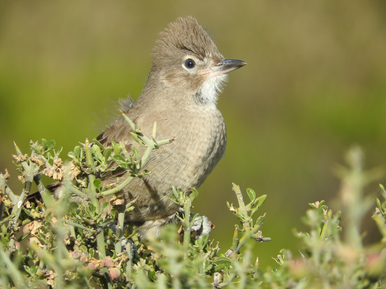 Aves del Golfo San Jorge: Mix de insectivoros de estepa
