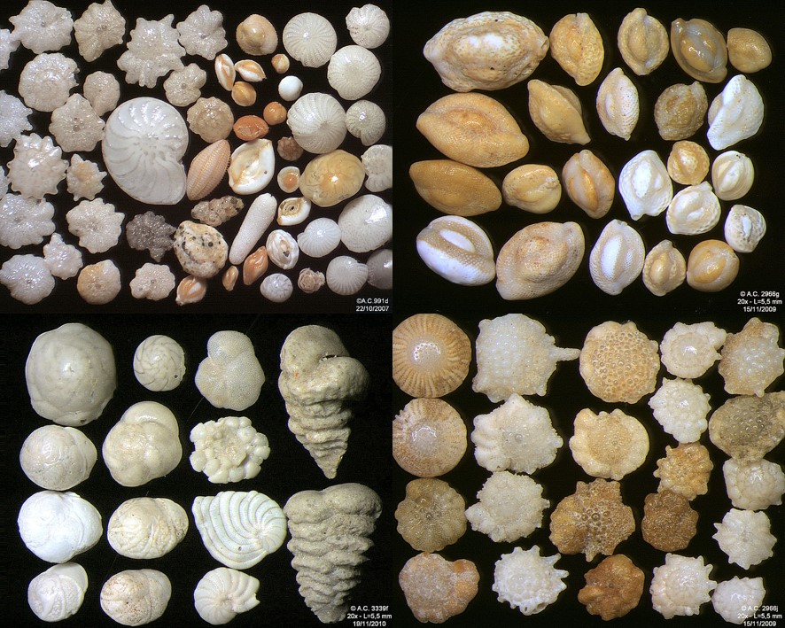 Palaeos, la historia de la Vida en la Tierra: junio 2013