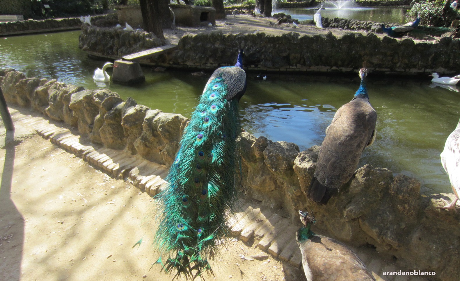parquemarialuisa-encinarosa: Pavo cristatus - Pavo real común - Pavo ...