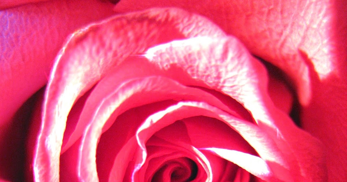 The Cloistered Heart: In My Garden, A Cross of Roses