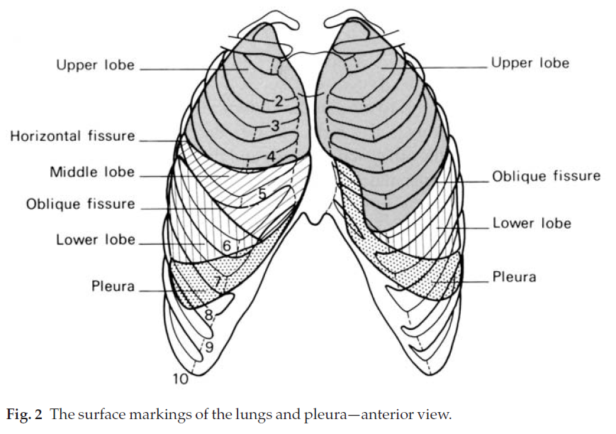 Understanding the Clinical Guide to Anatomy: The Thoracic Cage-The Pleurae