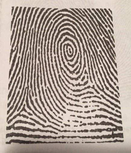 "Sistema Dactiloscópico"- Sistema de Identificación Decadactilar Henry ...