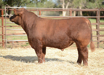 Skinner Cattle Co: Smilin Bob Bull For Sale at Horn Livestock Bullnanza ...
