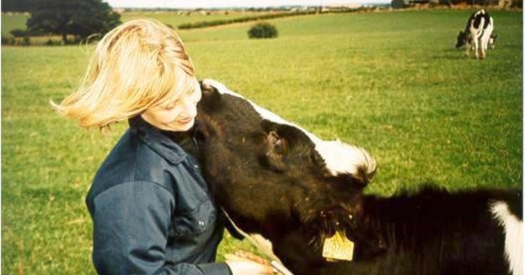 A Beautiful Relationship Between a Cow and a Human family