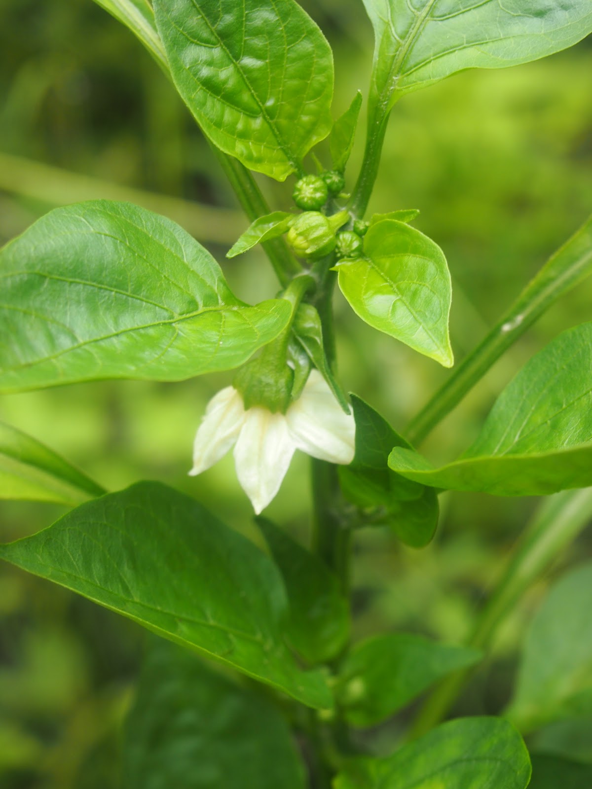 Flushed with Rosy Colour: Growing Potted Chillies in a Sub-tropical Climate