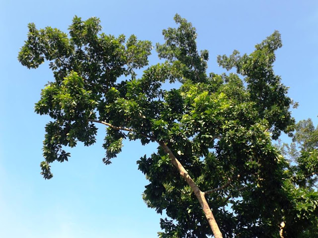 Photographic Handbook of Phil. Plants and Flowers: P