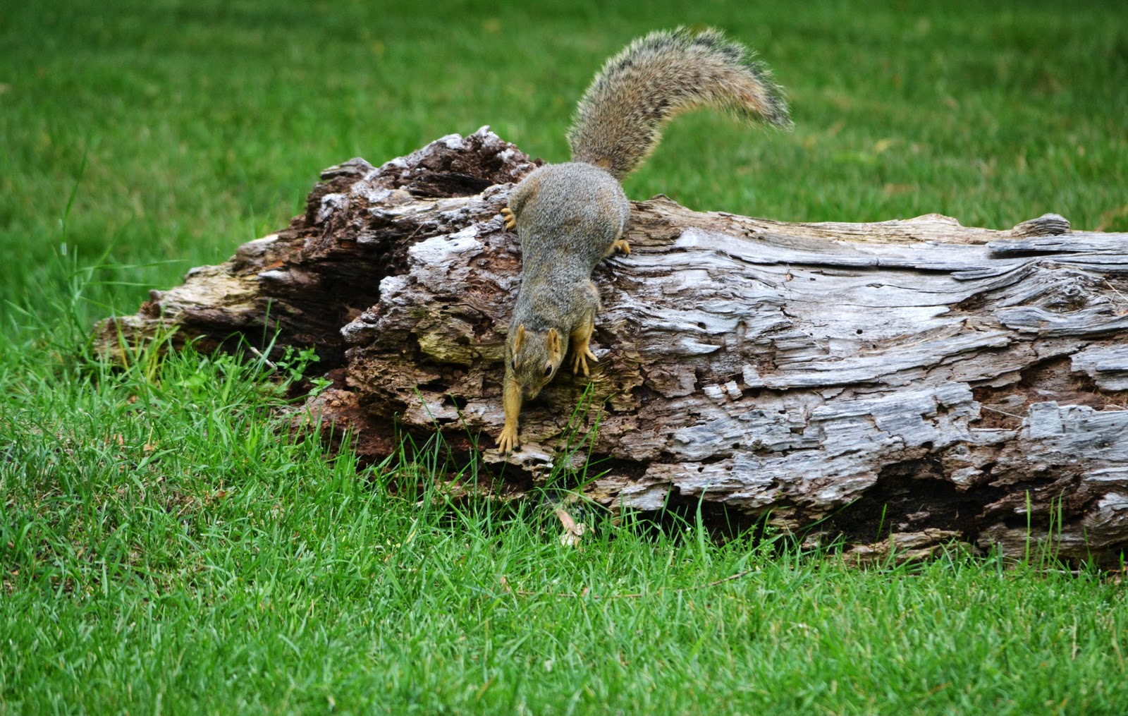 Life-n-Beauty Photography: Several Species of Small Furry Animals