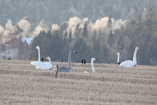 Starting the New Year | Focusing on Wildlife