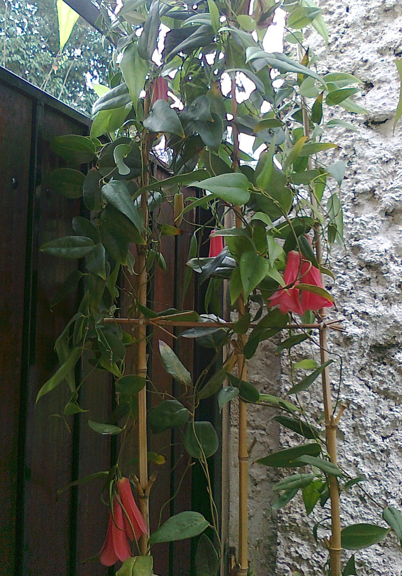 MIS TEJIDOS Y OTRAS HIERBAS: El Copihue