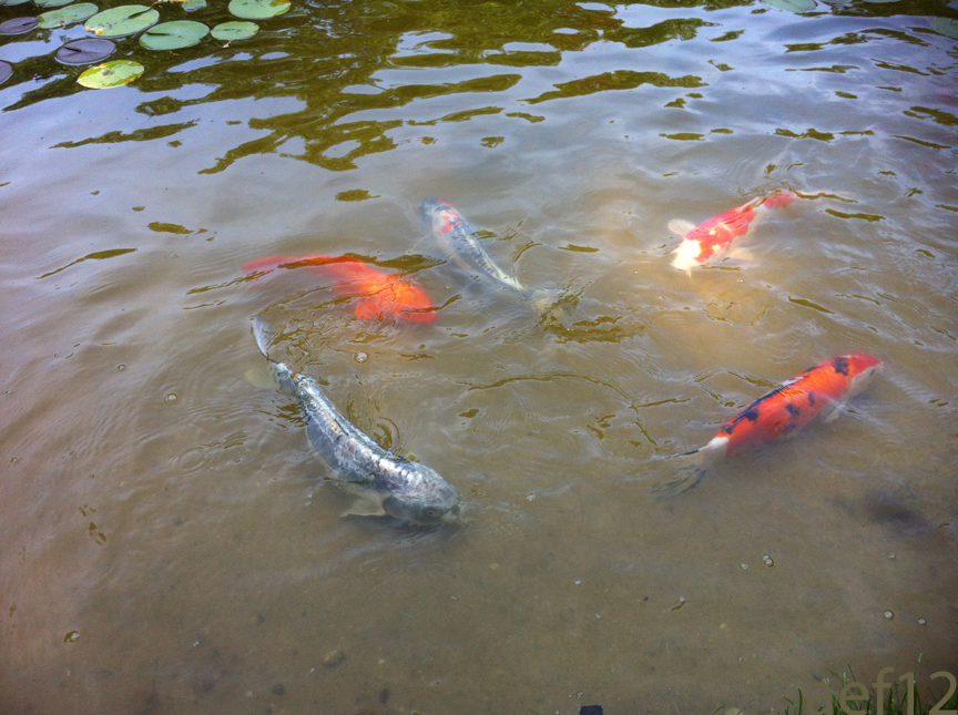 arborboy: koi series