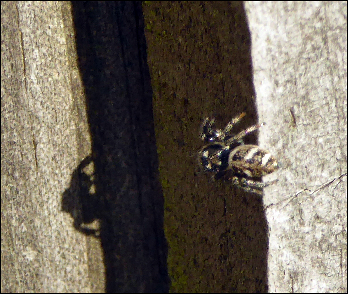Wild and Wonderful: Not quite Zebedee, but a Zebra Jumping Spider