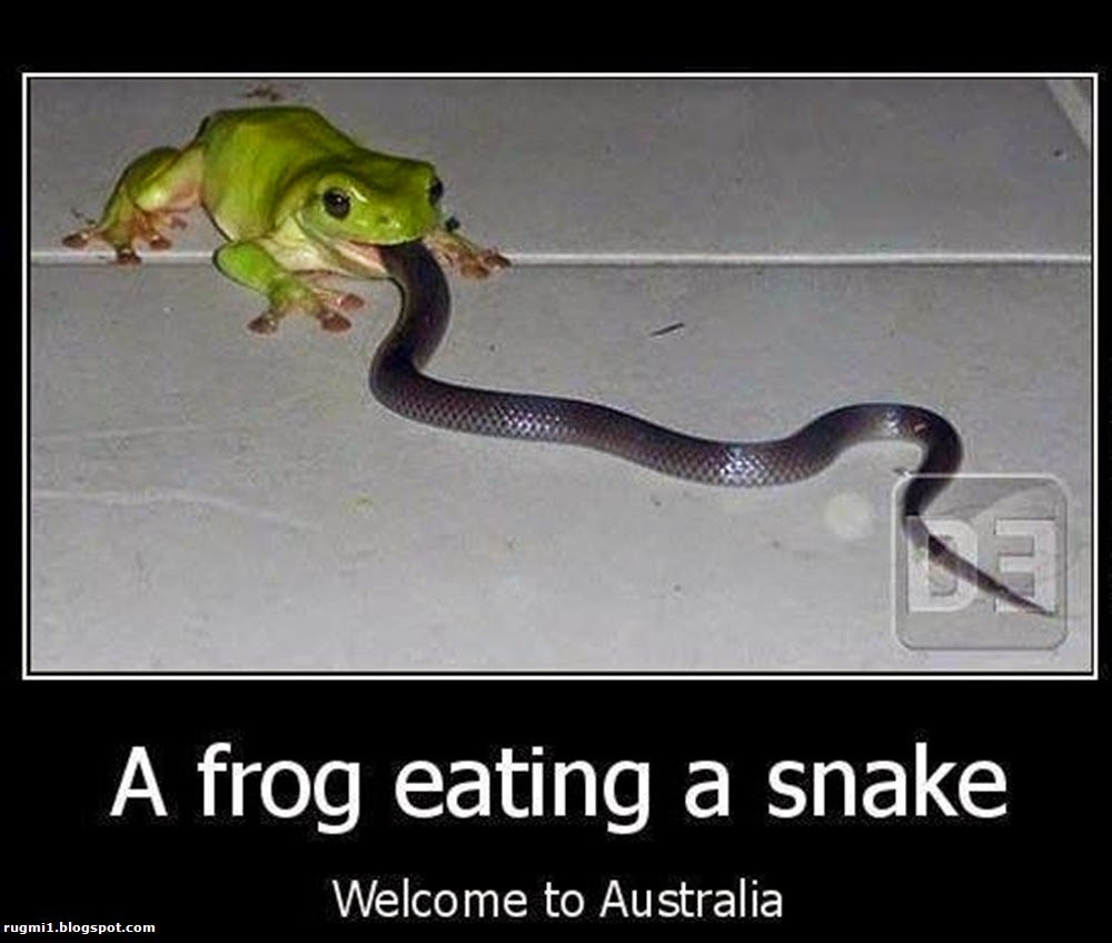 Rugmi - Popular Images of the Now!: funny meme images pictures photos ...