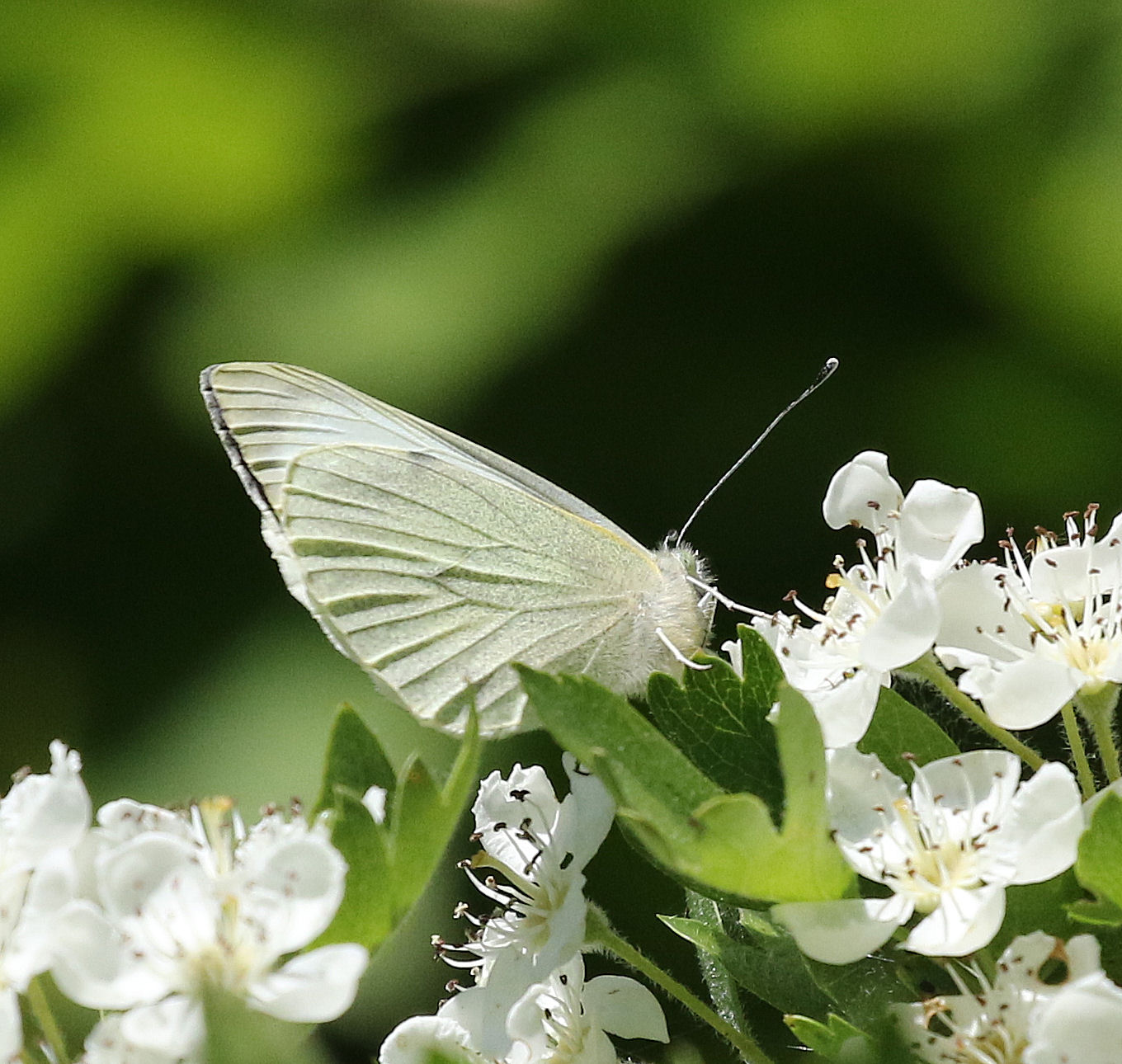 Birding with Flowers: Farewell to the Nightingale
