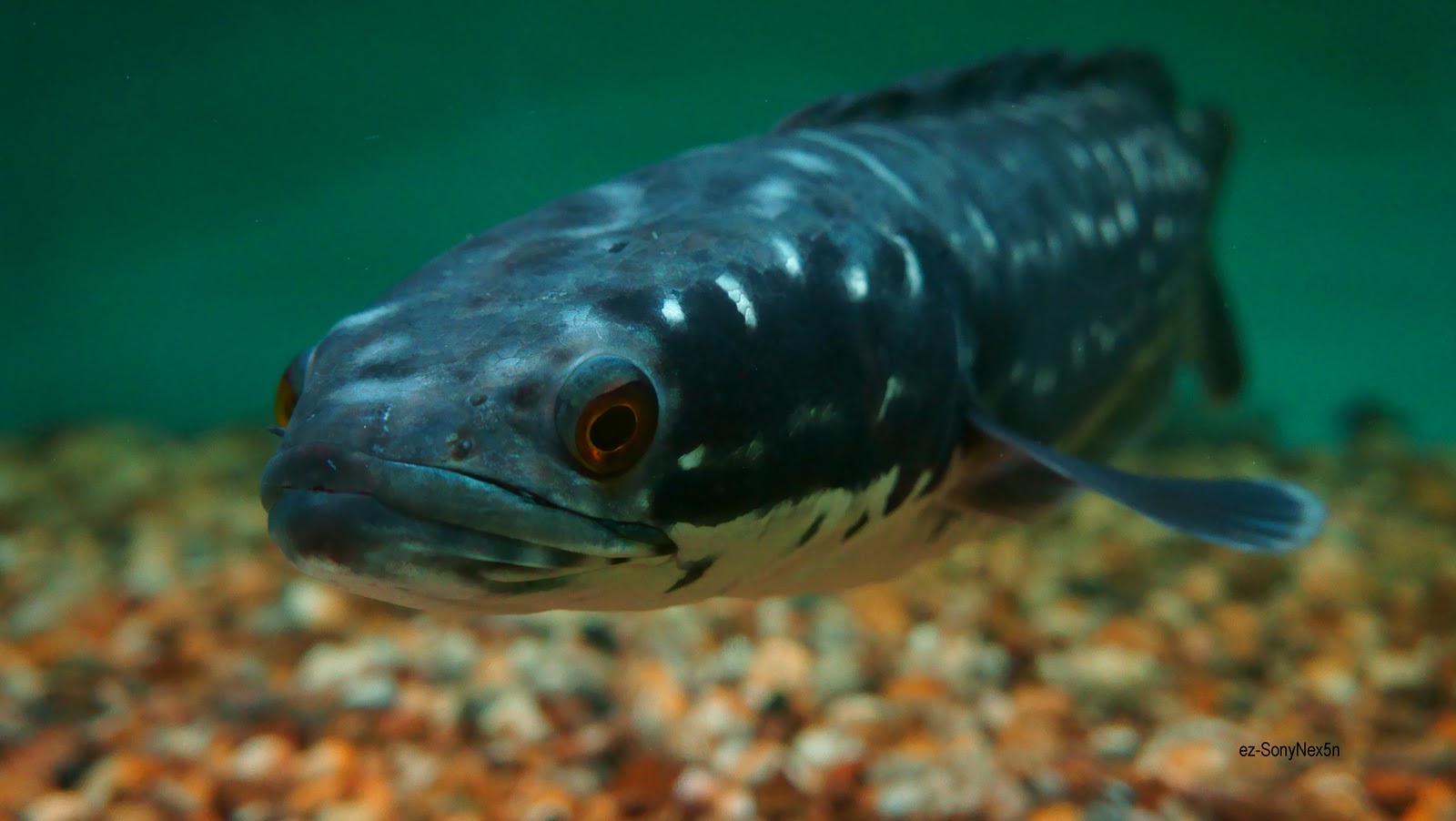 SONY-NEX5N: Aquarium Bandaraya, Kuching