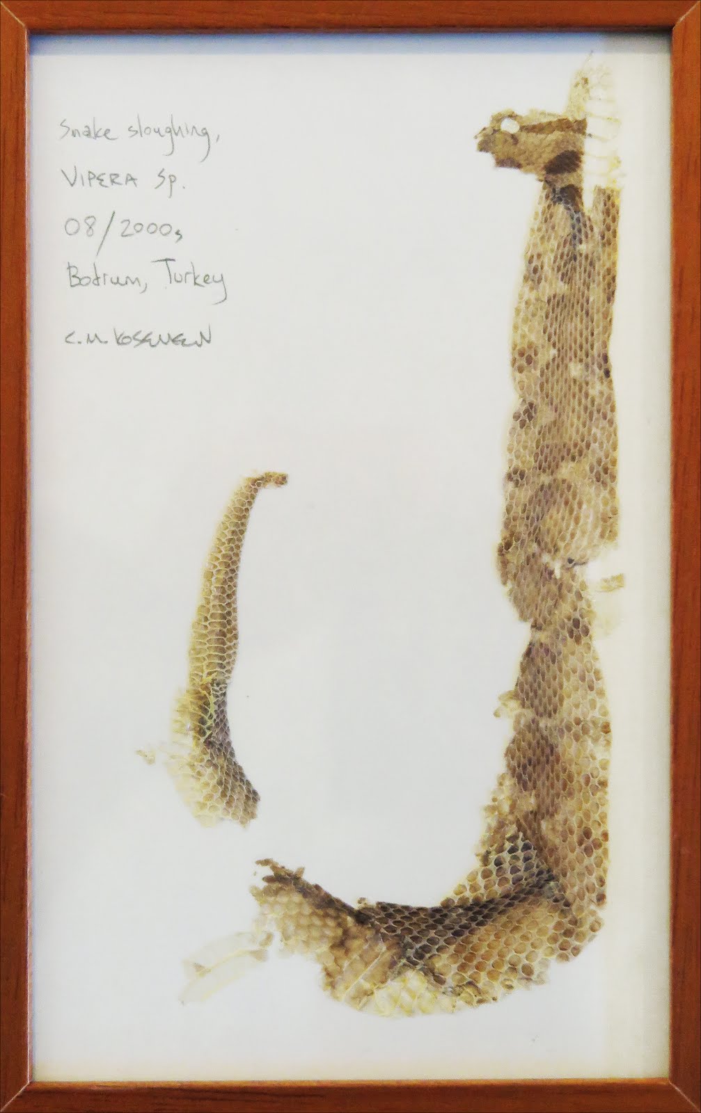 The Adventures of C. M. Kosemen: Found Art: Framing Shed Snake Skins