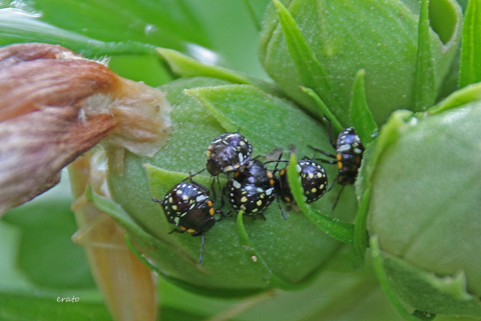 Rêveries: Nezara viridula ....