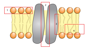 #27 Summary of Cell membrane | Biology Notes for A level