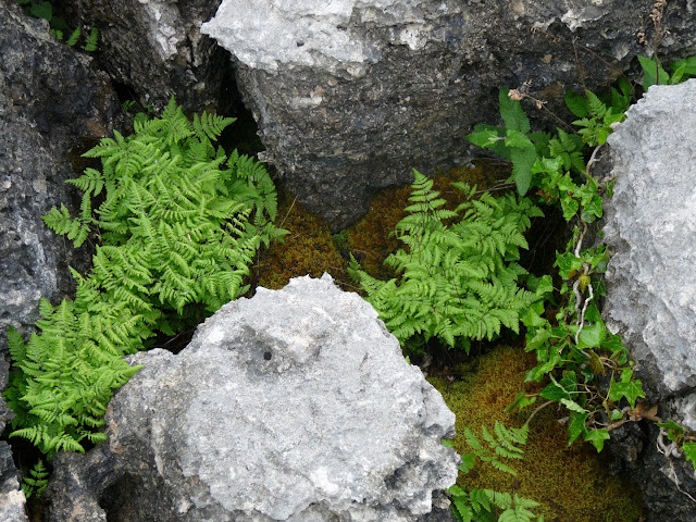 Hutton Roof's Special Ferns and More: Gymnocarpium robertianum ...