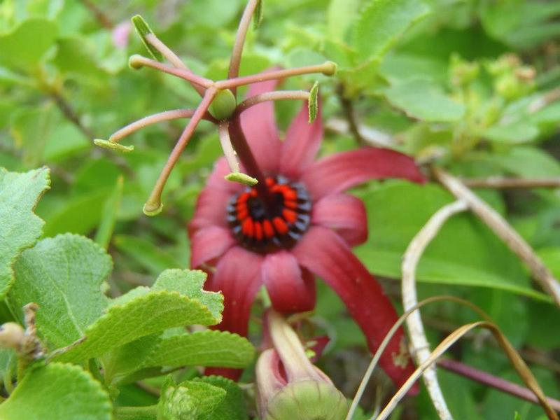 Field Guide Friday – Passionflower Vine | Stacie Steensland