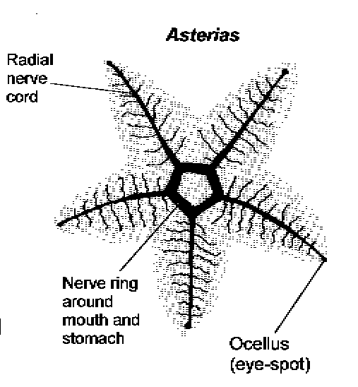 :::JAAN's Science Class:::: Comparative functional anatomy of nervous ...