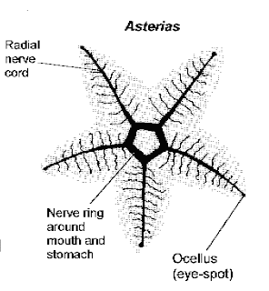 :::JAAN's Science Class:::: Comparative functional anatomy of nervous ...