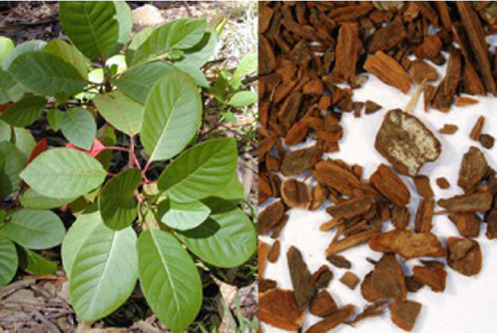 PLANTAS MEDICINALES: QUINA (Cinchona pubescens Vahl.)