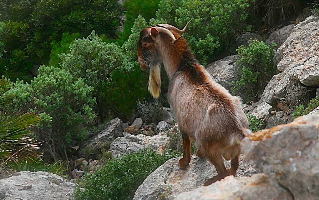 CAZA CON ARCO: LA CABRA ASILVESTRADA (Capra Hircus)