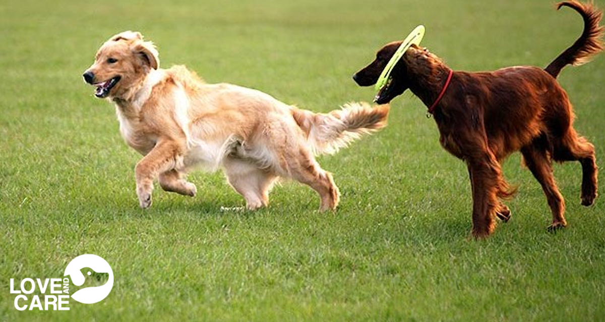 5 secrets of Dog behaviors ~ Train Your Dog with Love and Care