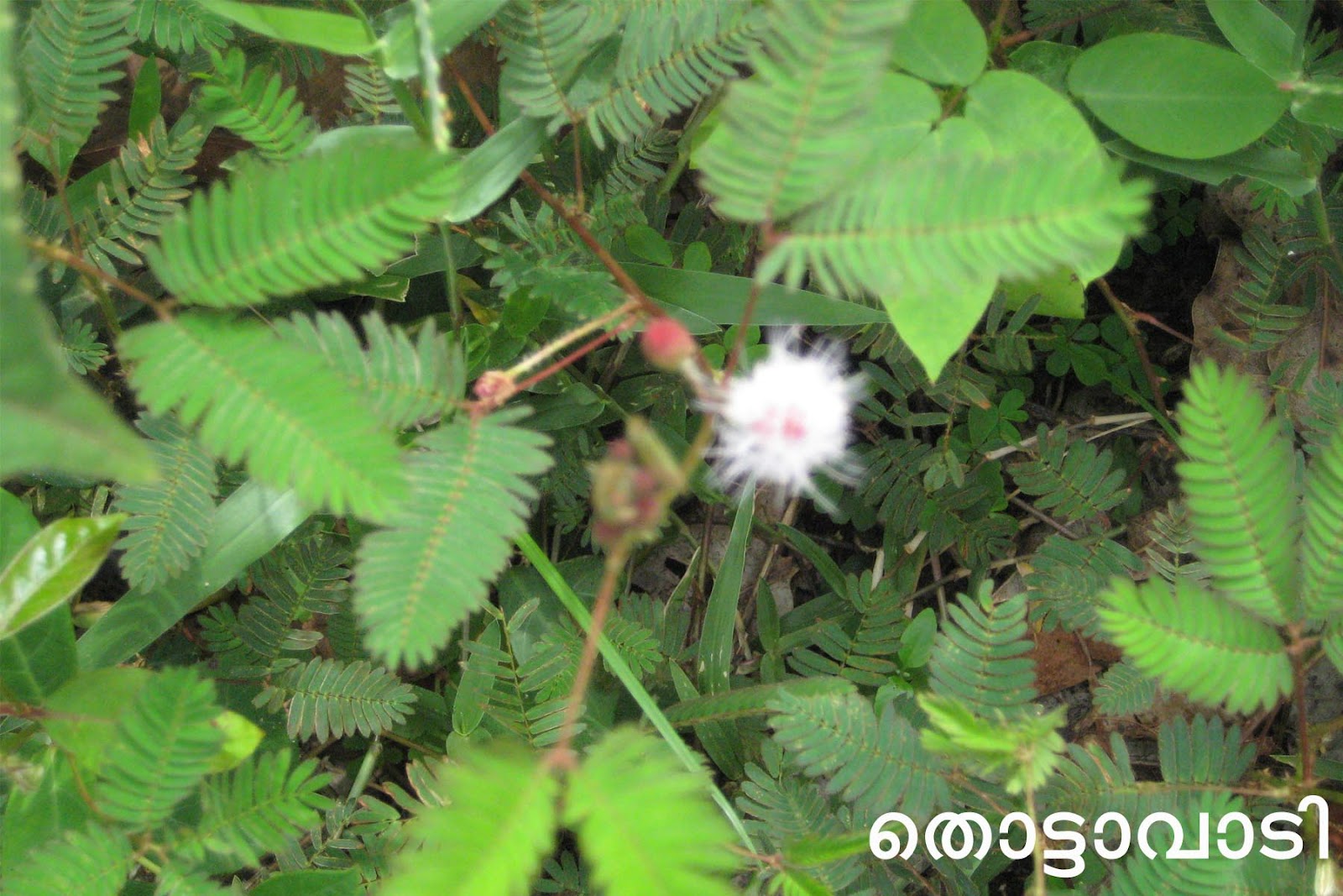 Ayurvedic Medicinal Plants in Kerala