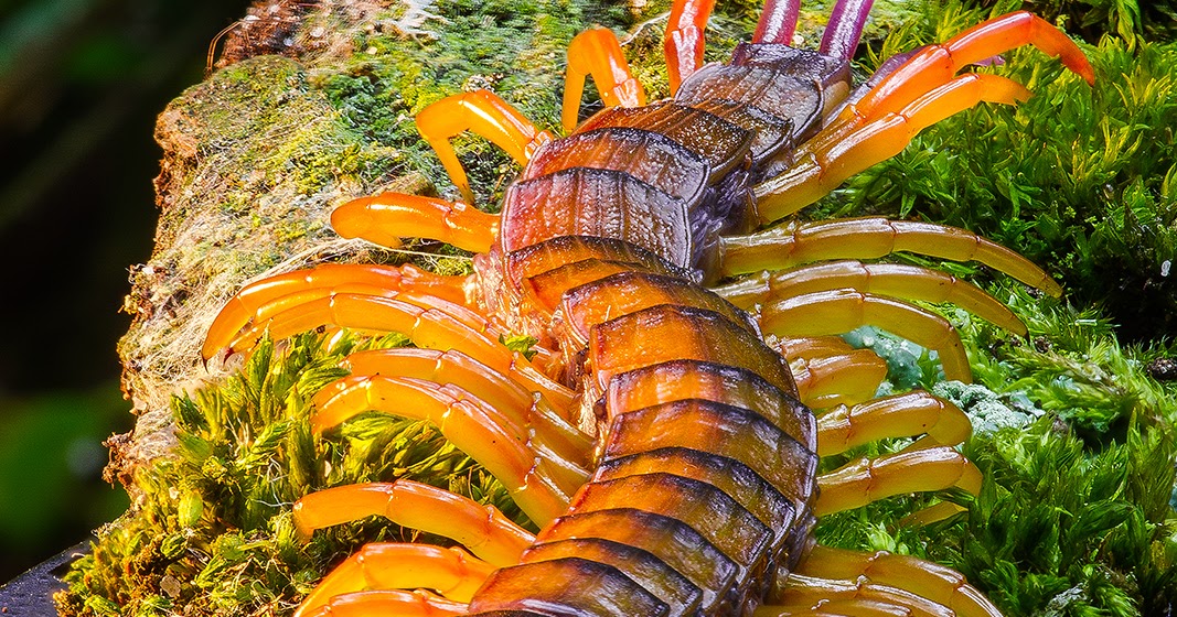 Real Monstrosities: Feathertail Centipede