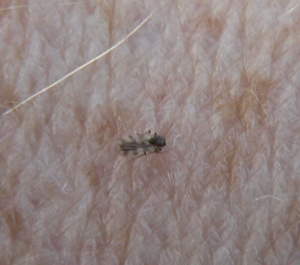 A Field Notebook: Bits and pieces