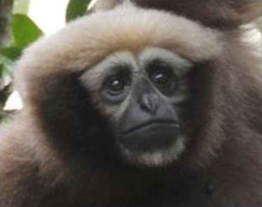 Sciency Thoughts: Hoolock tianxing: A new species of Hoolock Gibbon ...