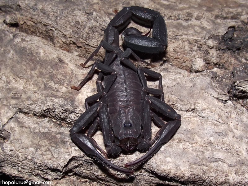 Núcleo de Proteção Ambiental (NPA): ESCORPIÕES PERIGOSOS DO BRASIL