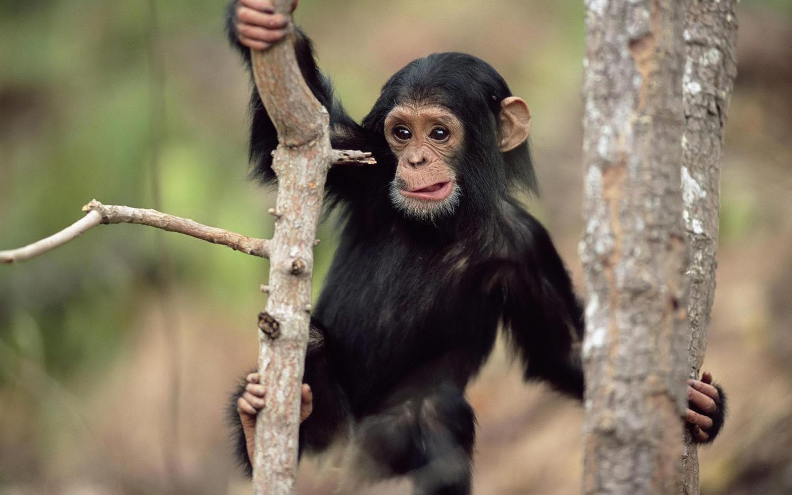 Apen Achtergronden | HD Wallpapers