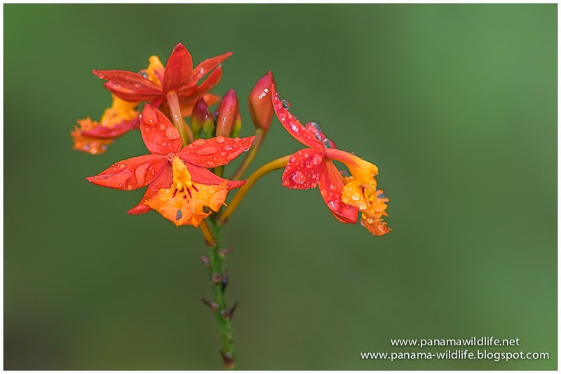 Panama highlands, flowers and insects